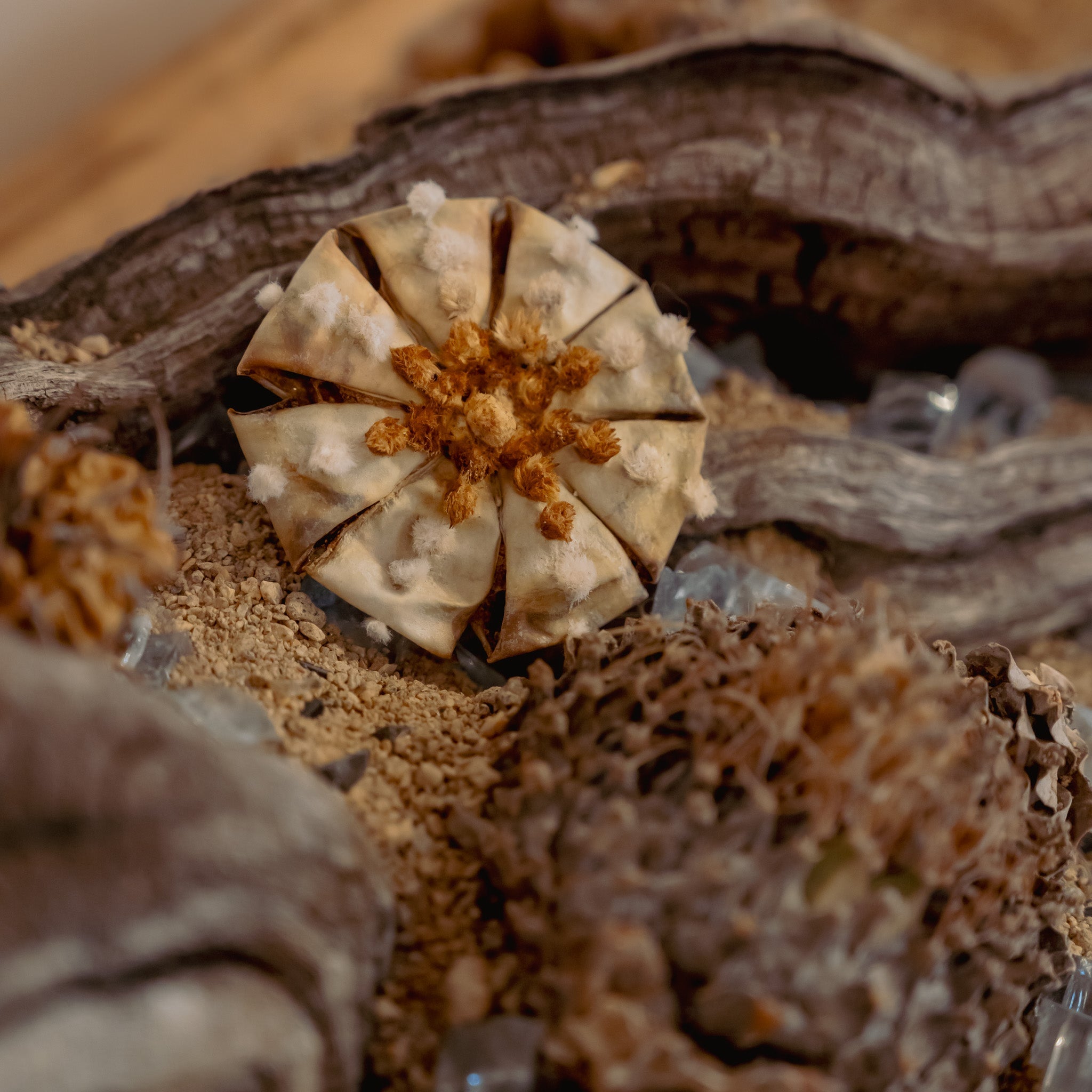 XERO DRAMA' AN INSTALLATION OF EXPIRED PLANT LIFE & MINERALS – MELLOWIST