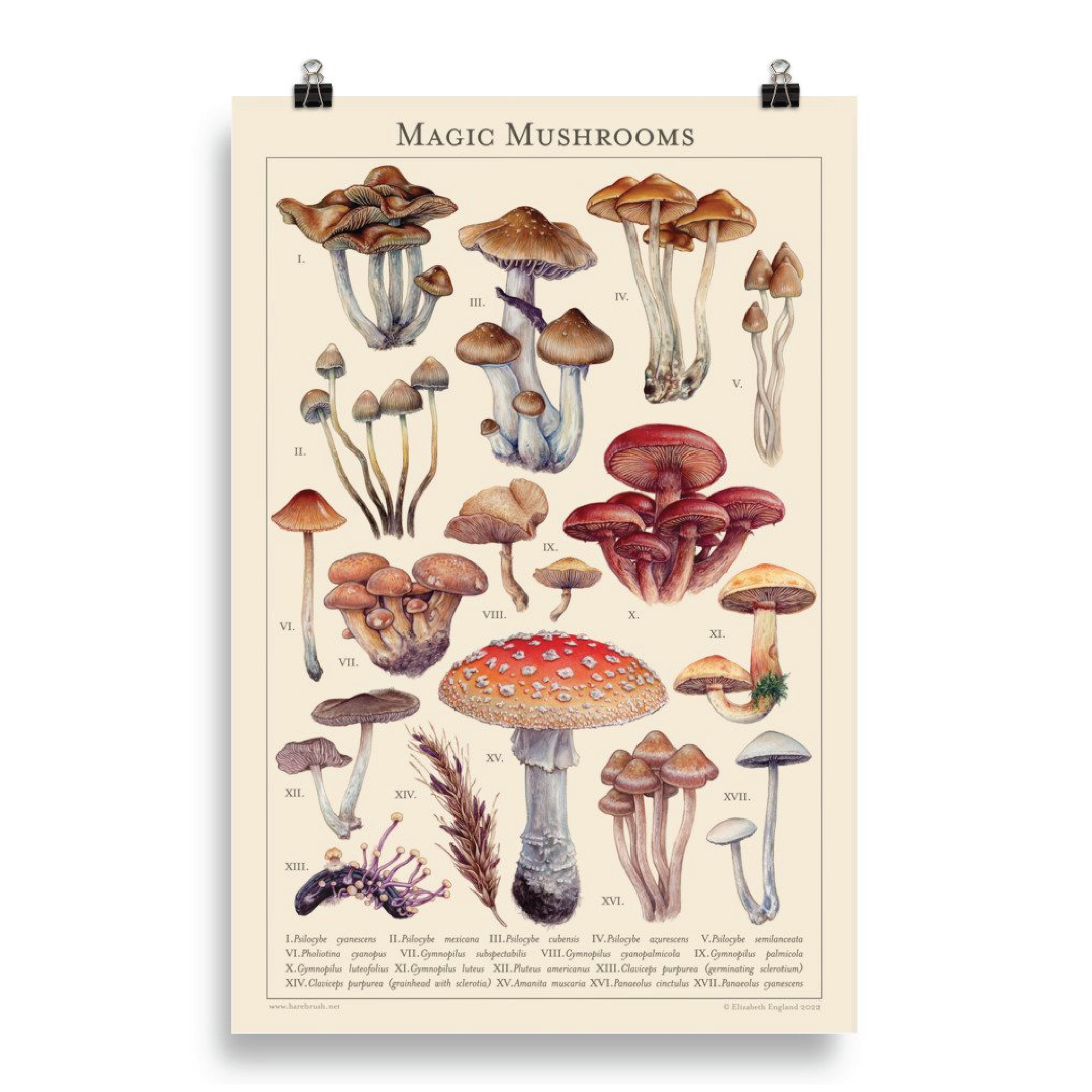 'Magic Mushrooms' "11x17" (Art Print) – MELLOWIST