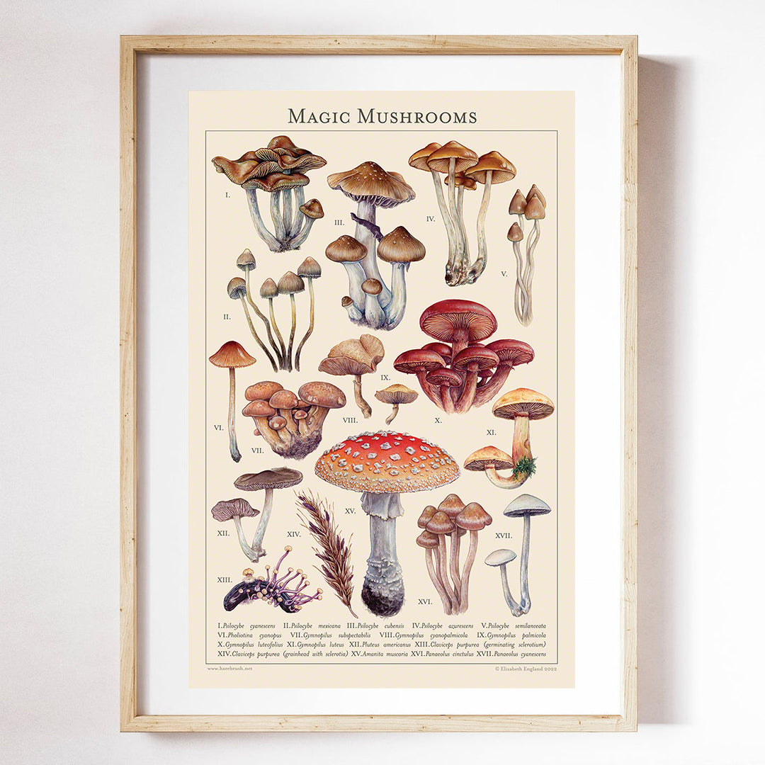 'Magic Mushrooms' "11x17" (Art Print) – MELLOWIST