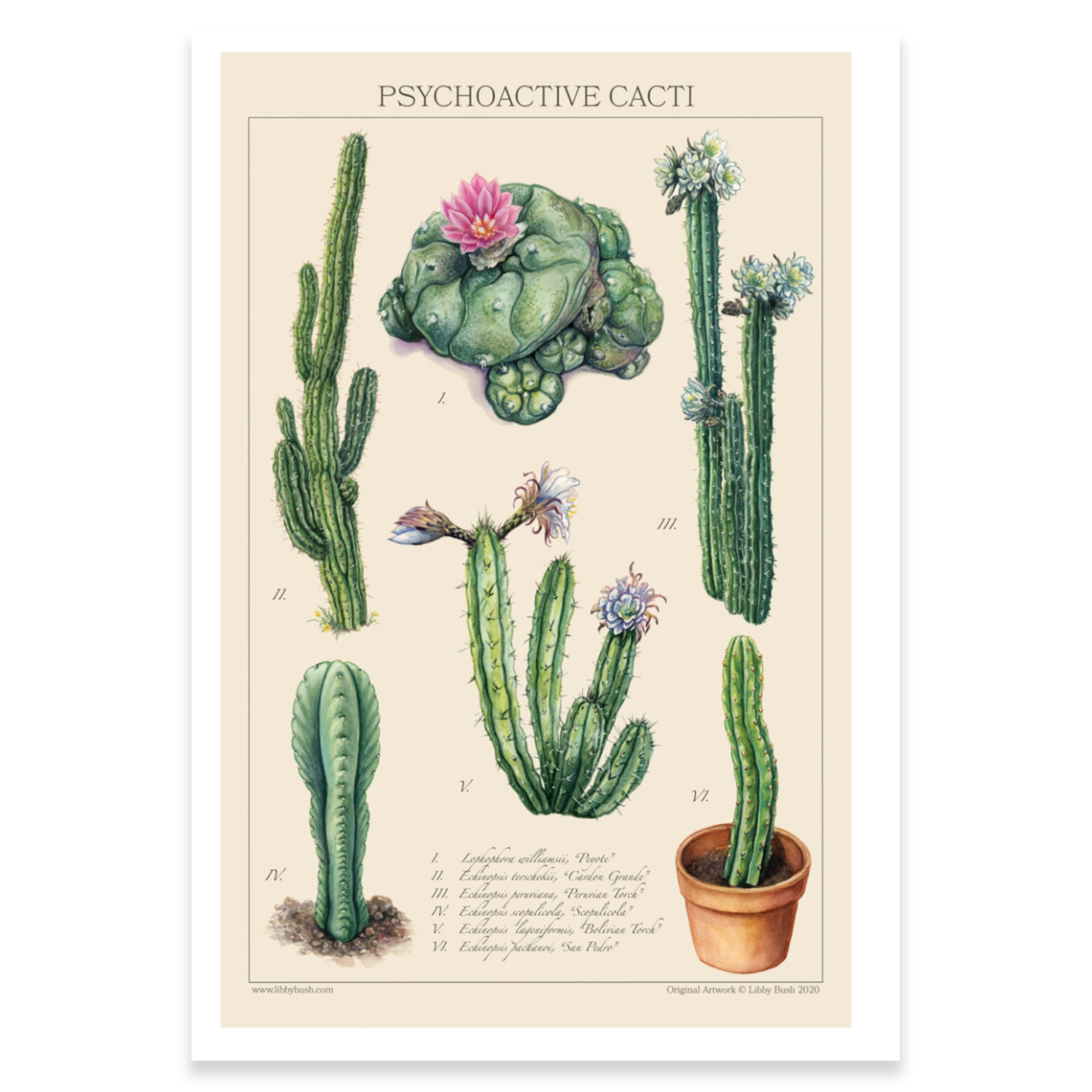 'Psychoactive Cacti' '11x17" (Art Print) – MELLOWIST