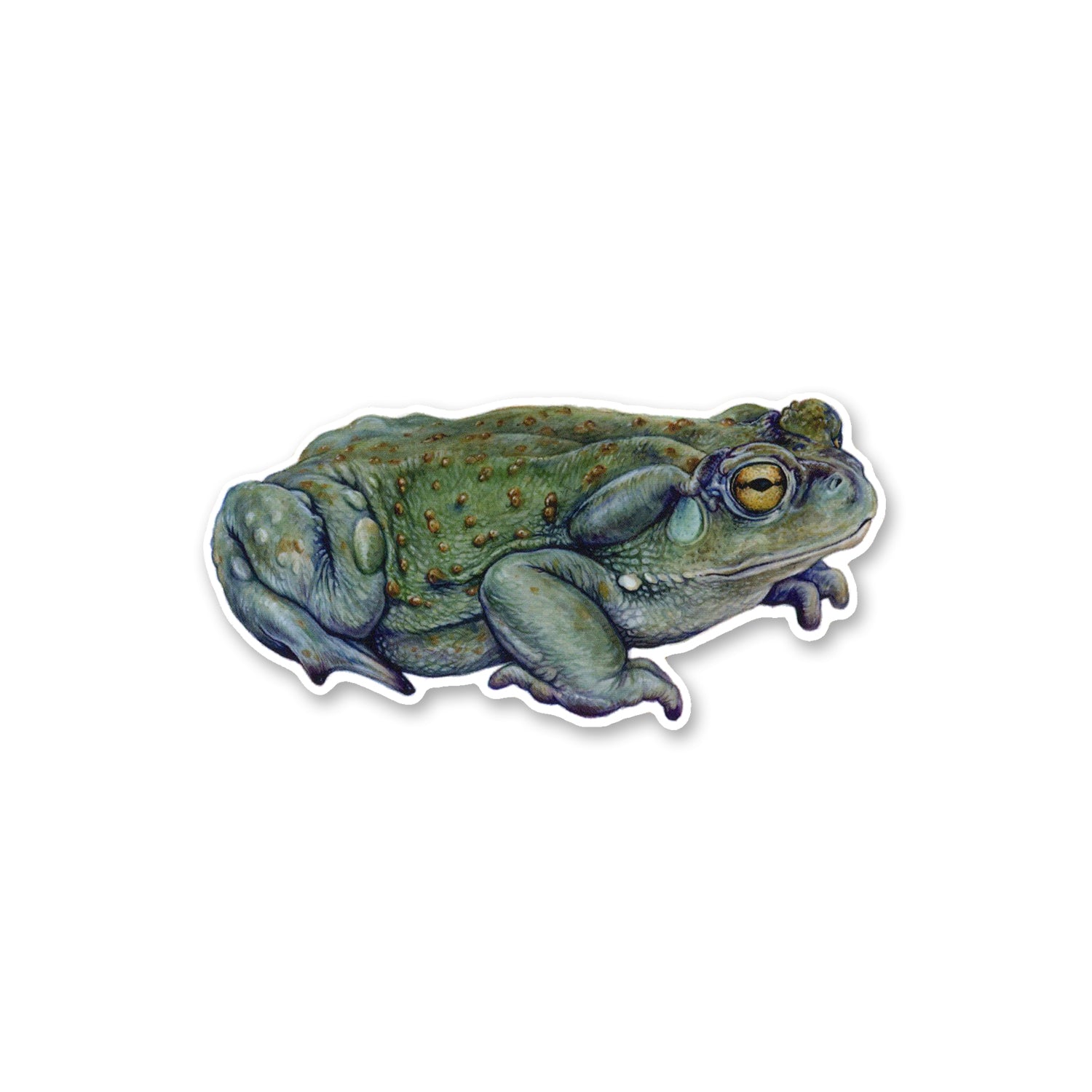 'Sacred Toad' Botanical Sticker – MELLOWIST
