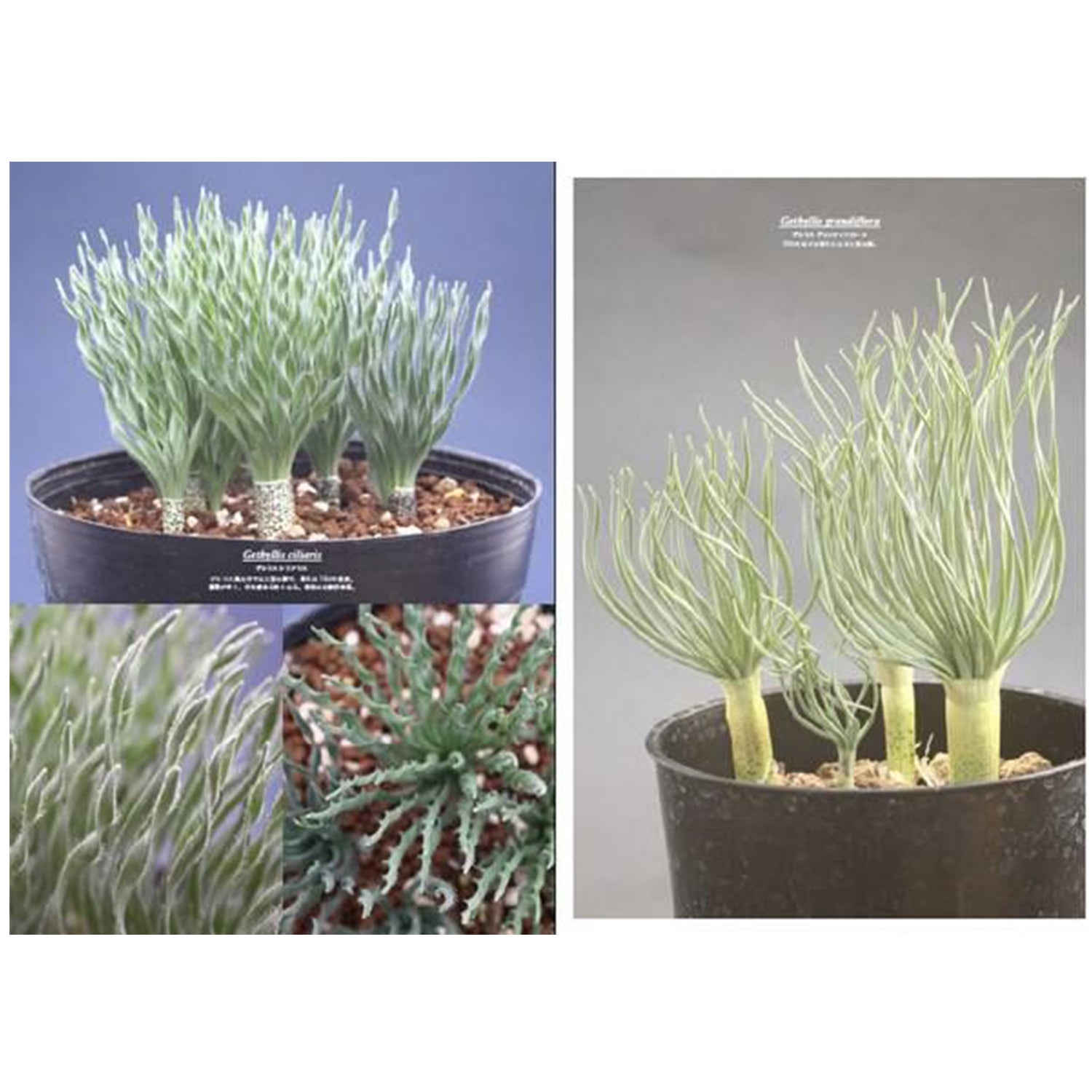 'Underground Bulbs' Japan Import (Book) – MELLOWIST